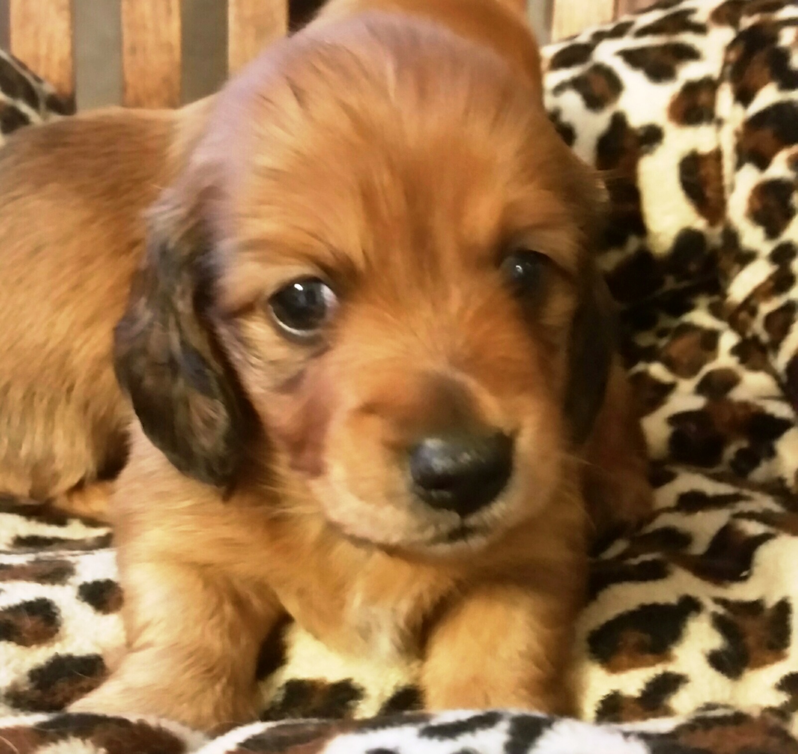 Our Puppies 1 « Dachshunds R 4 Us